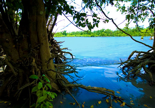 Gangamati Reserved Forest Kuakata | Gongamati Forest | Gongamoti Bon ...